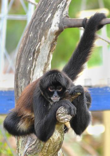 Back in the swing of things: Rebuilt Monkey Bar reopens in Homosassa ...
