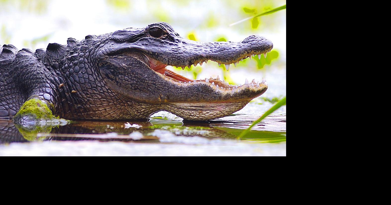 Trapper removes nuisance alligator from Beverly Hills pond | Local News ...