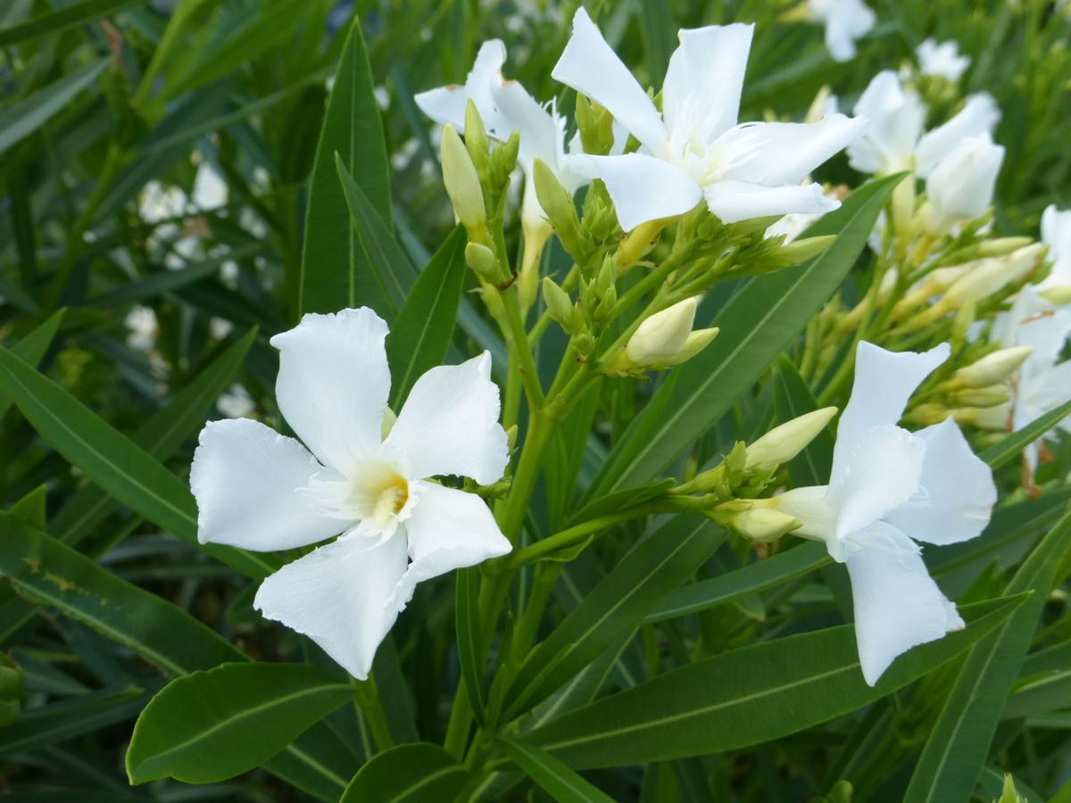 Exotic oleander in Florida | Real Estate | chronicleonline.com