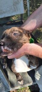 Levy dog breeder sentenced in animal neglect case | Local News ...