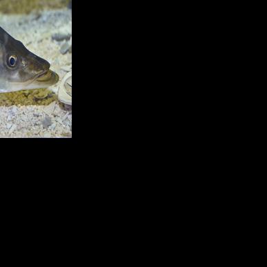 Snook season off Florida's Gulf coast to wrap up | Local News ...