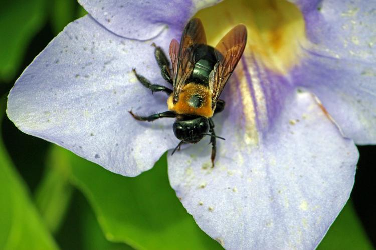 Master Gardeners: Florida joins Great Pollinator Count | Local News ...