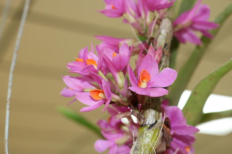 Enter your orchids for judging at annual show | Lifestyle ...