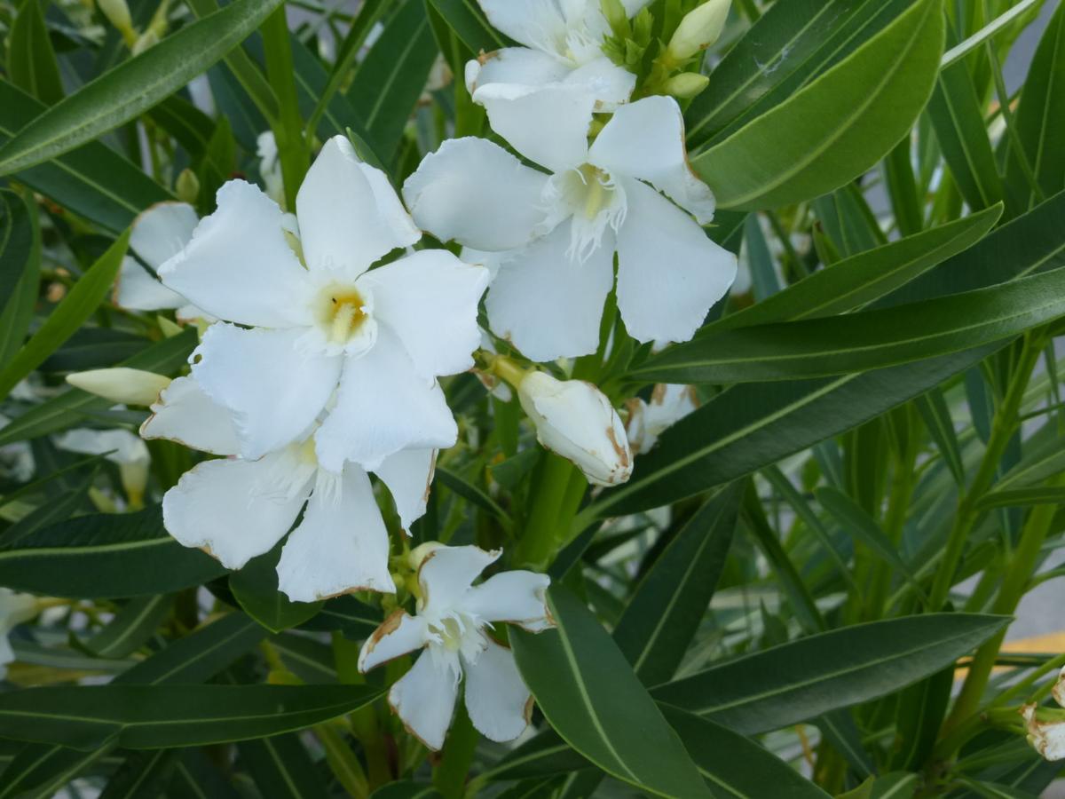 Exotic oleander in Florida | Real Estate | chronicleonline.com