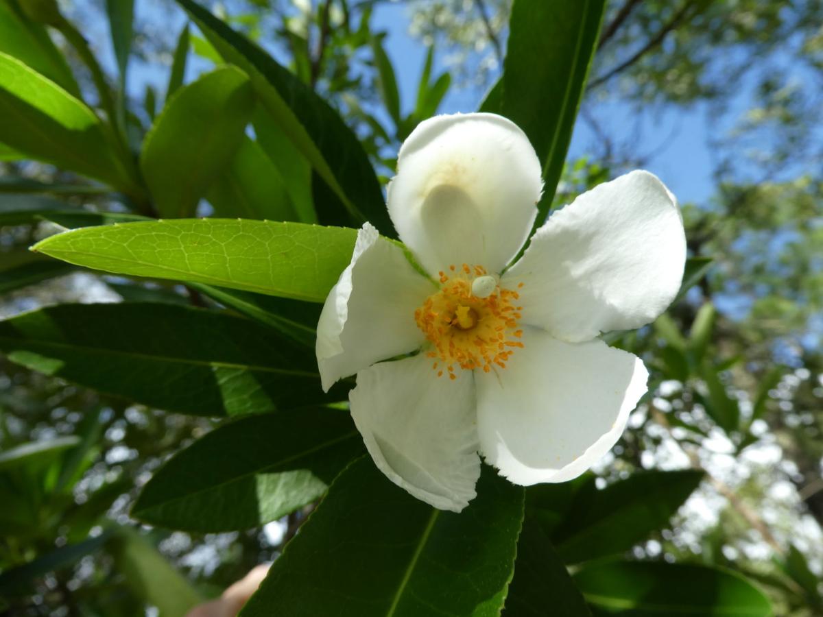Jane's Garden 8/13/17: Raising Loblolly Bay in Florida | Real Estate ...