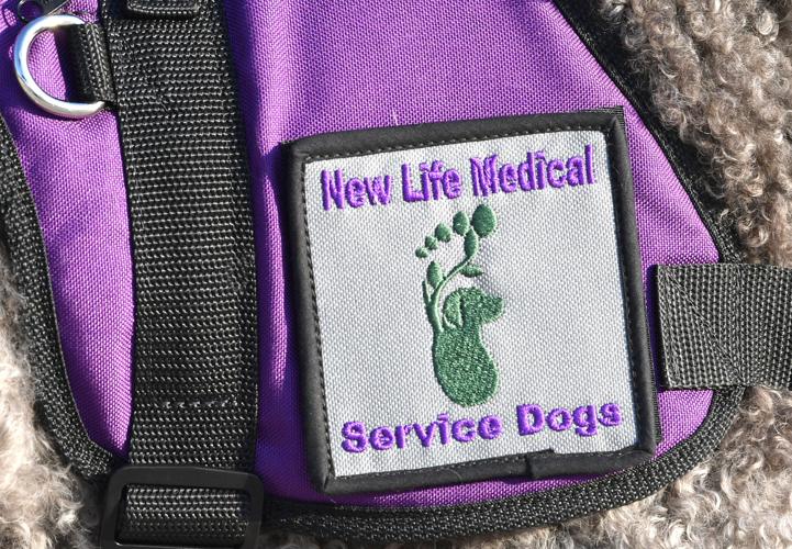 Nonprofit Spotlight: New Life Medical Service Dogs providing a ...