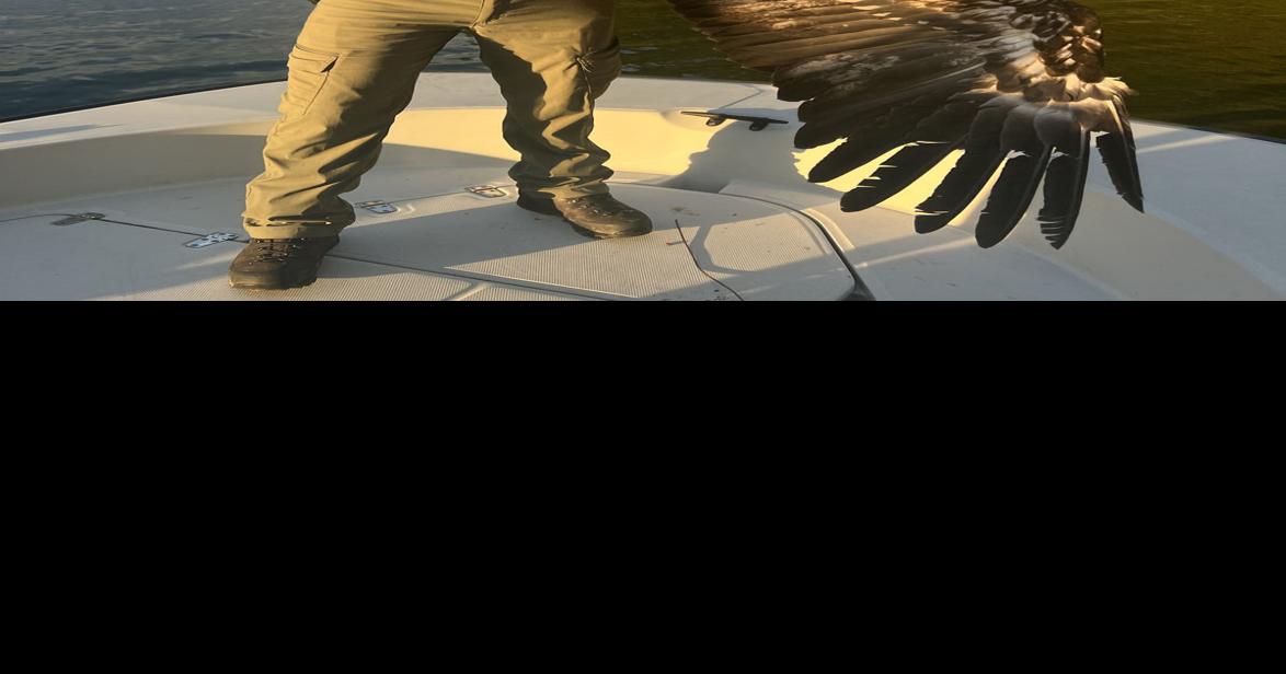 TWRA officers rescue bald eagle at Douglas Lake | Education ...