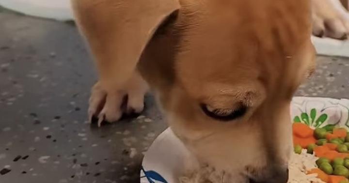 Sups for Pups - Good Samaritan provides Christmas meals to animal ...