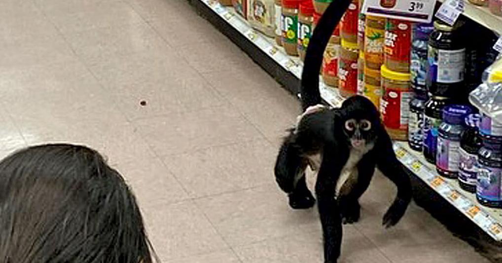 ‘The monkey was causing havoc’ | Business & Finance | citizentribune.com
