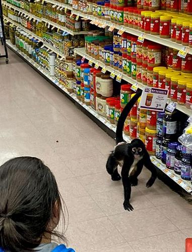 ‘The monkey was causing havoc’ | Business & Finance | citizentribune.com