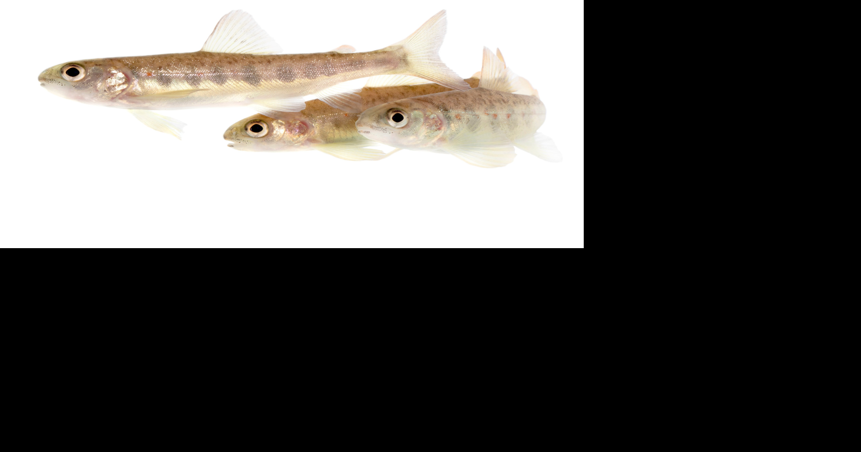 Cocaine contaminated water makes salmon swim faster: study | National ...