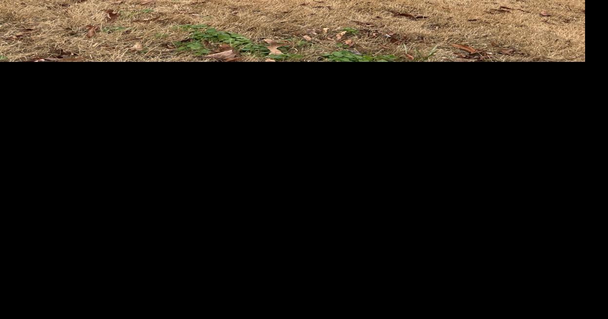 No injuries reported in Lakeshore Road fire | Local News ...