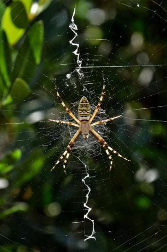 Intricate web patterns help spiders pinpoint their captured prey ...