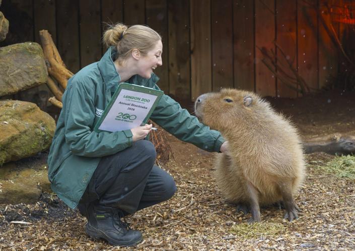 200-year-old zoo conducts annual animal count to start new year ...