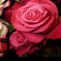 Wanda Marie Clement-Bunch | Obituaries | citizentribune.com