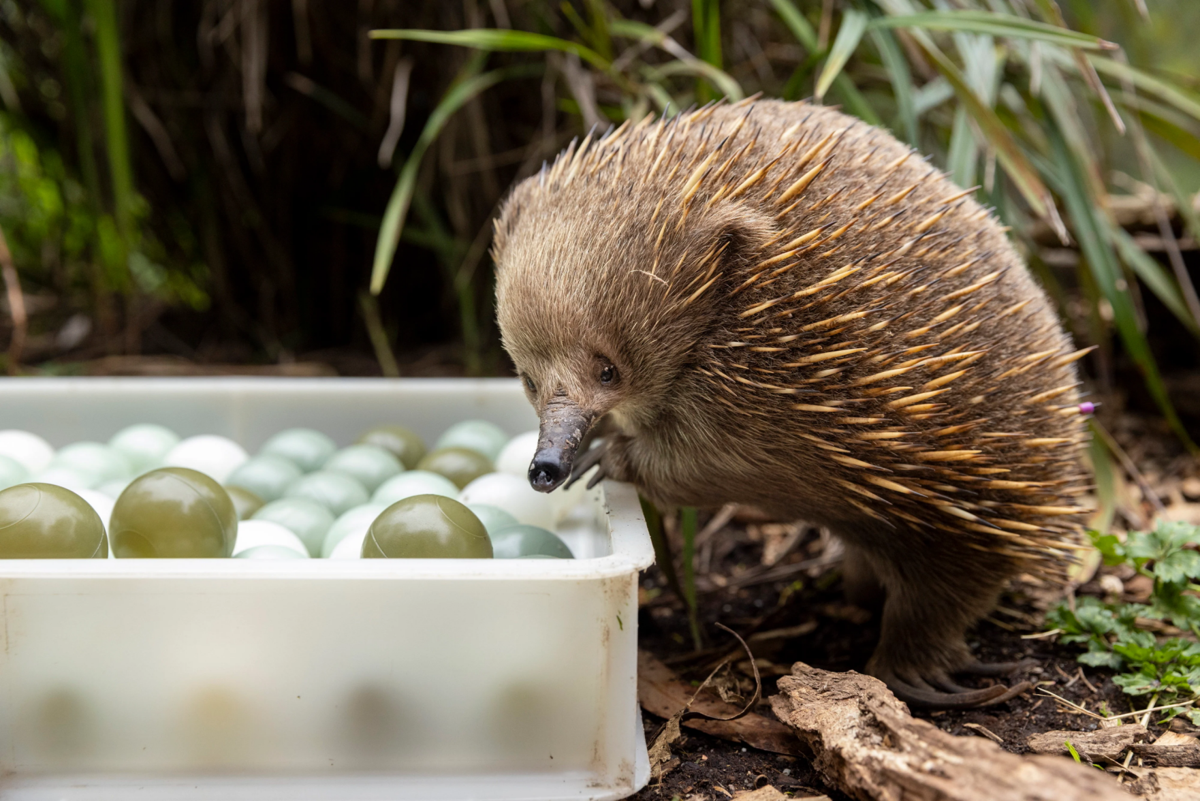 echidna eating