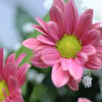 Alice Marie Bales | Obituaries | citizentribune.com