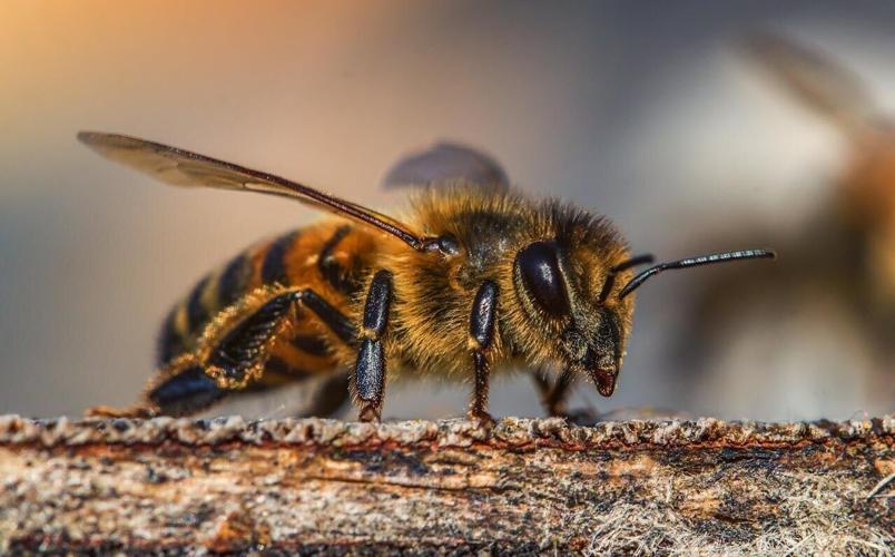 Rare bee species reappears in biodiversity win | National News ...