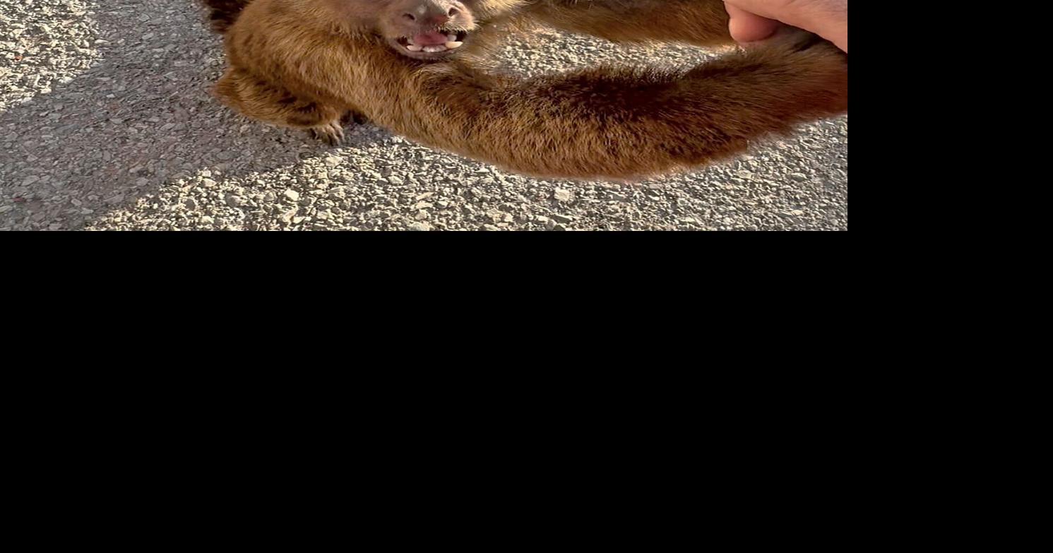 Recapping the adventures of Chester the Cinnamon Capuchin | Local News ...