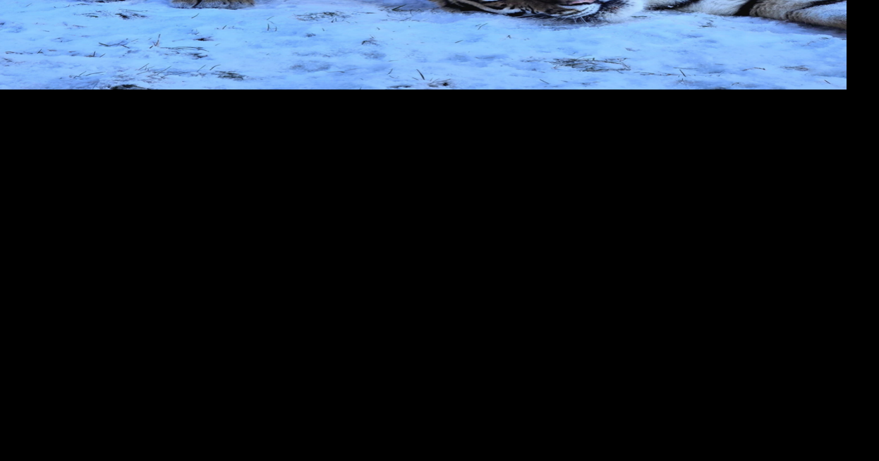 Tiger cubs enjoy their first snow day | National News | citizentribune.com