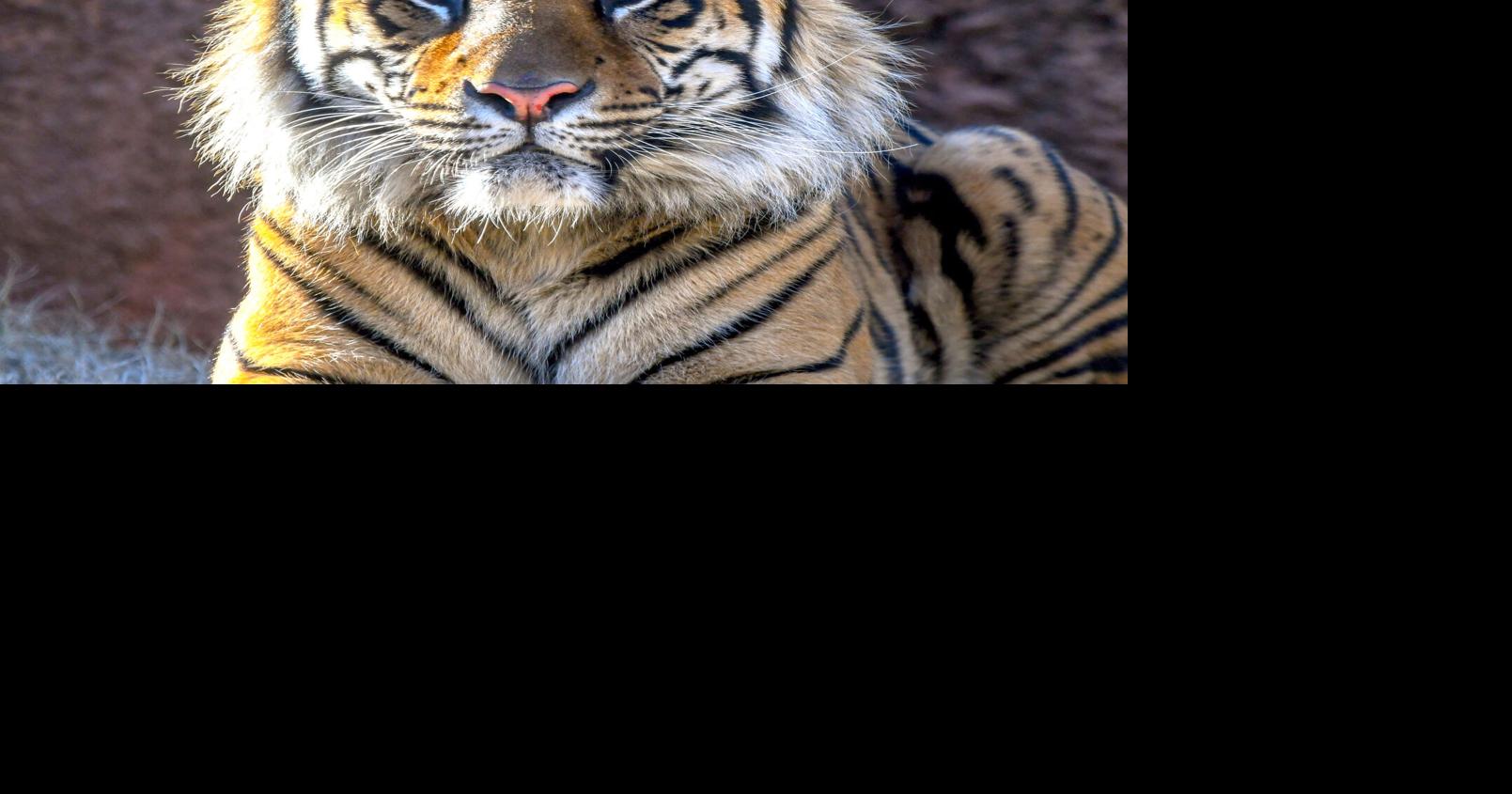 OKC Zoo hosts International Tiger Day activities on July 29 | Arts ...