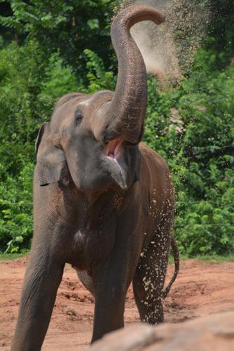 OKC Zoo scientists conduct first study revealing elephants’ advanced ...