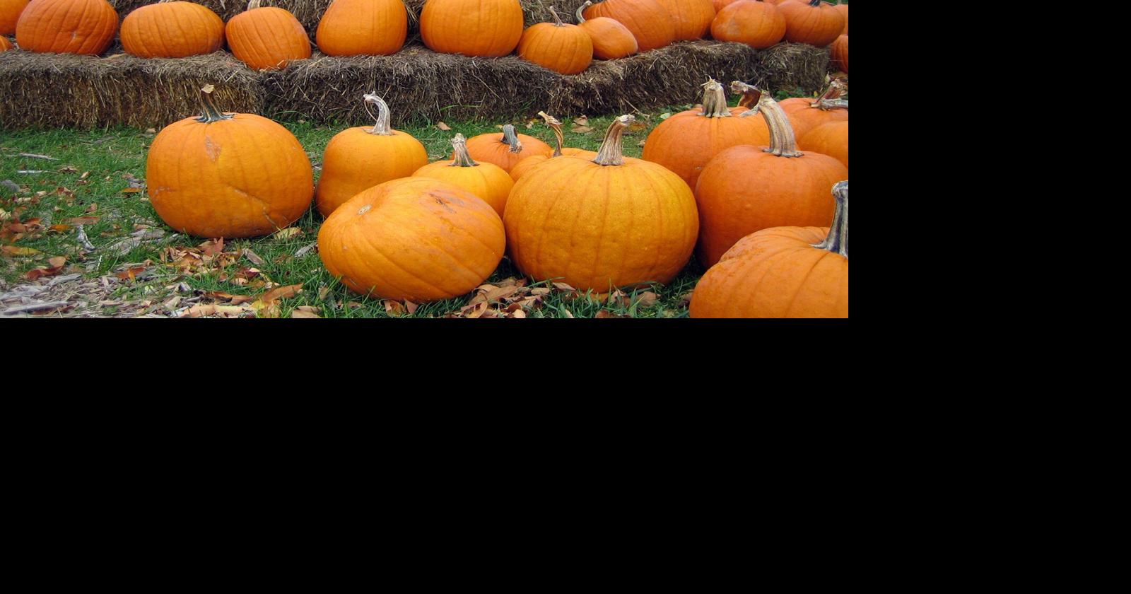 Top 10 pumpkin patches and corn mazes to visit in Oklahoma | Arts ...