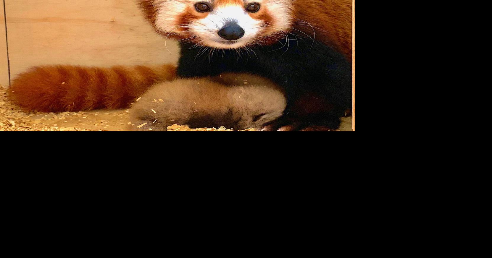 OKC Zoo announces birth of endangered red panda cubs at Sanctuary Asia ...