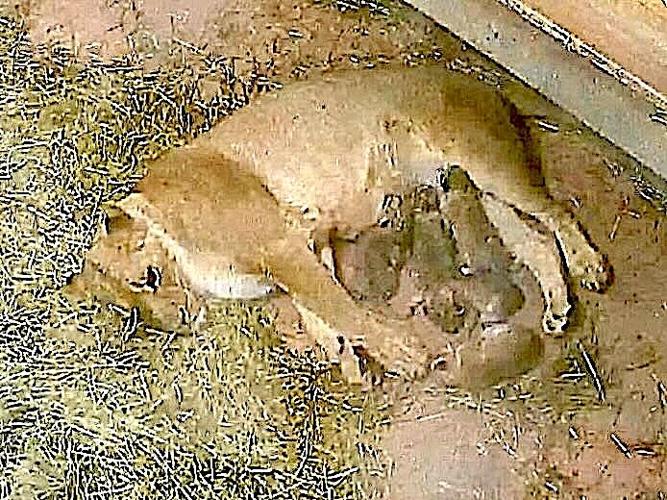 OKC Zoo welcomes litter of five African lion cubs to its animal family ...