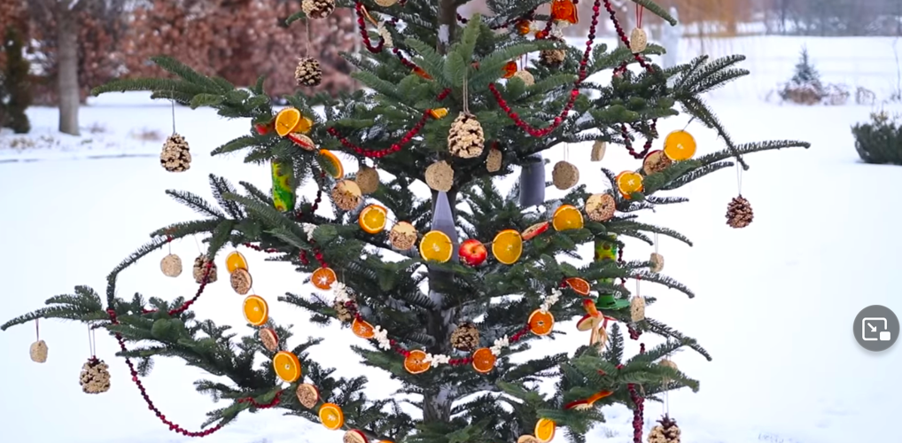 Repurpose your Christmas tree after the holidays | Community ...