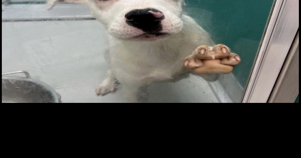 OKC Animal Shelter reopens for adoptions only July 21-23; limited ...