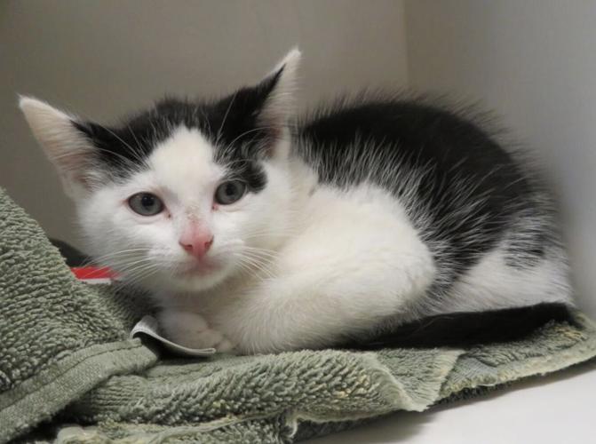 OKC Animal Shelter to reopen for free adoptions only starting Sept. 22 ...