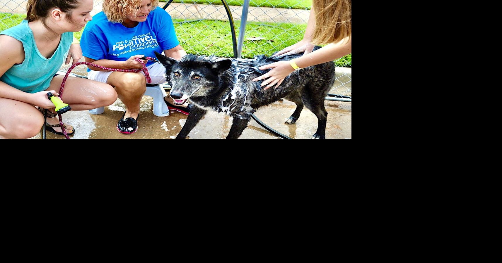 Pets and People to host Pawsitively Pampered dog wash & Mardi Gras Gala ...