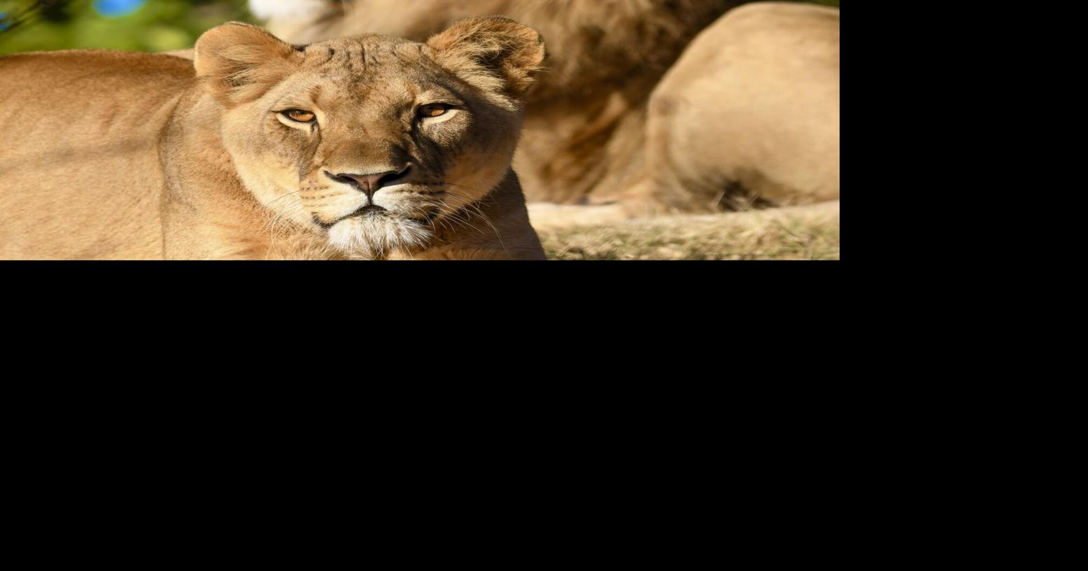 OKC Zoo welcomes litter of five African lion cubs to its animal family ...