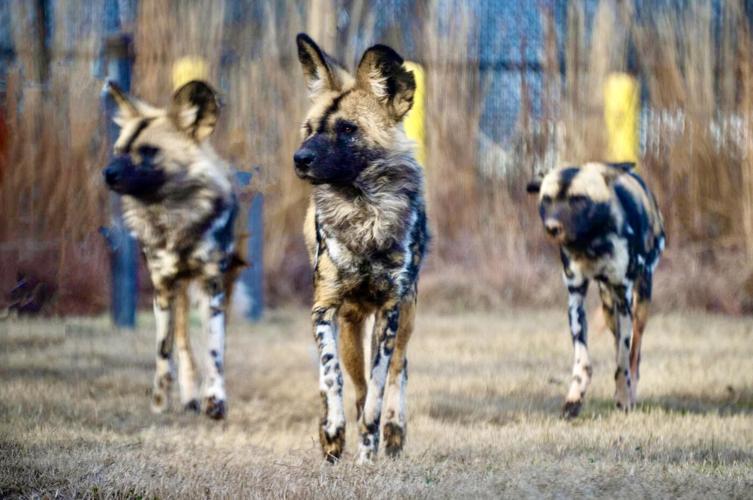 OKC Zoo announces birth of endangered African Painted Dog pups ...
