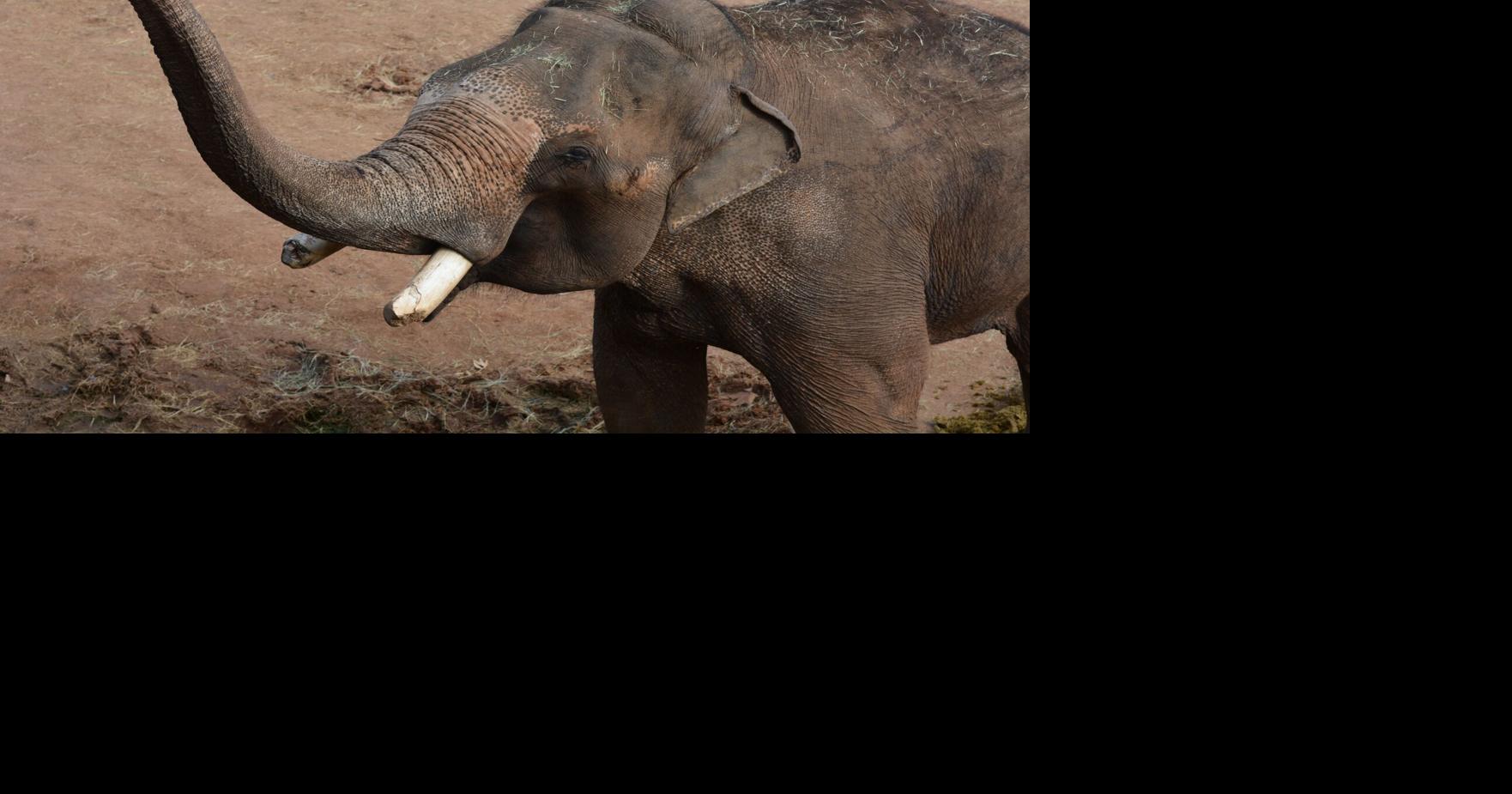 OKC Zoo scientists conduct first study revealing elephants’ advanced ...