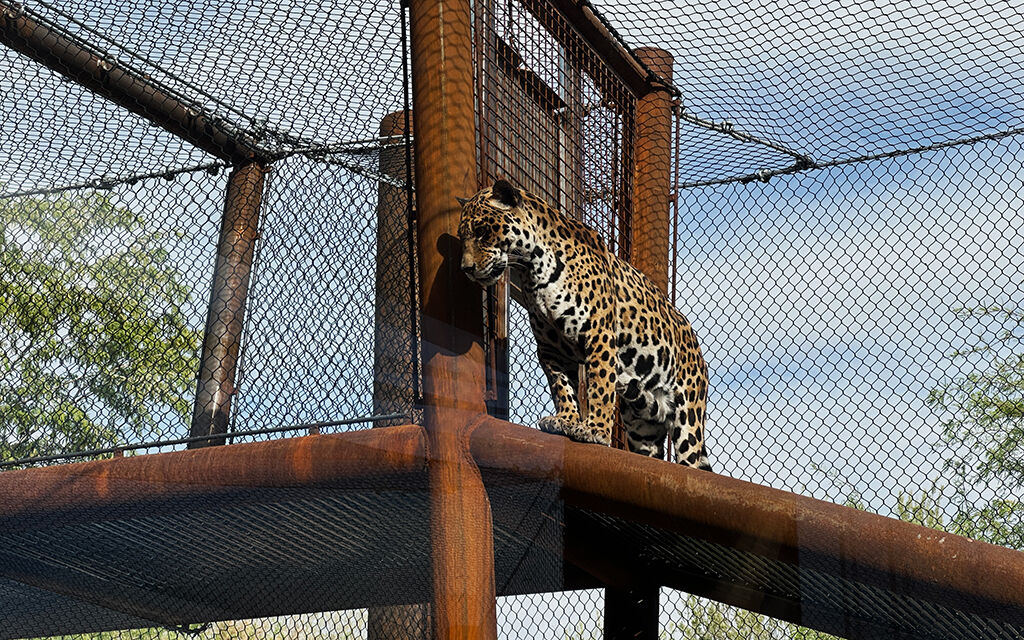 The Phoenix Zoo new $5.4 million big cats habitat | Phoenix ...