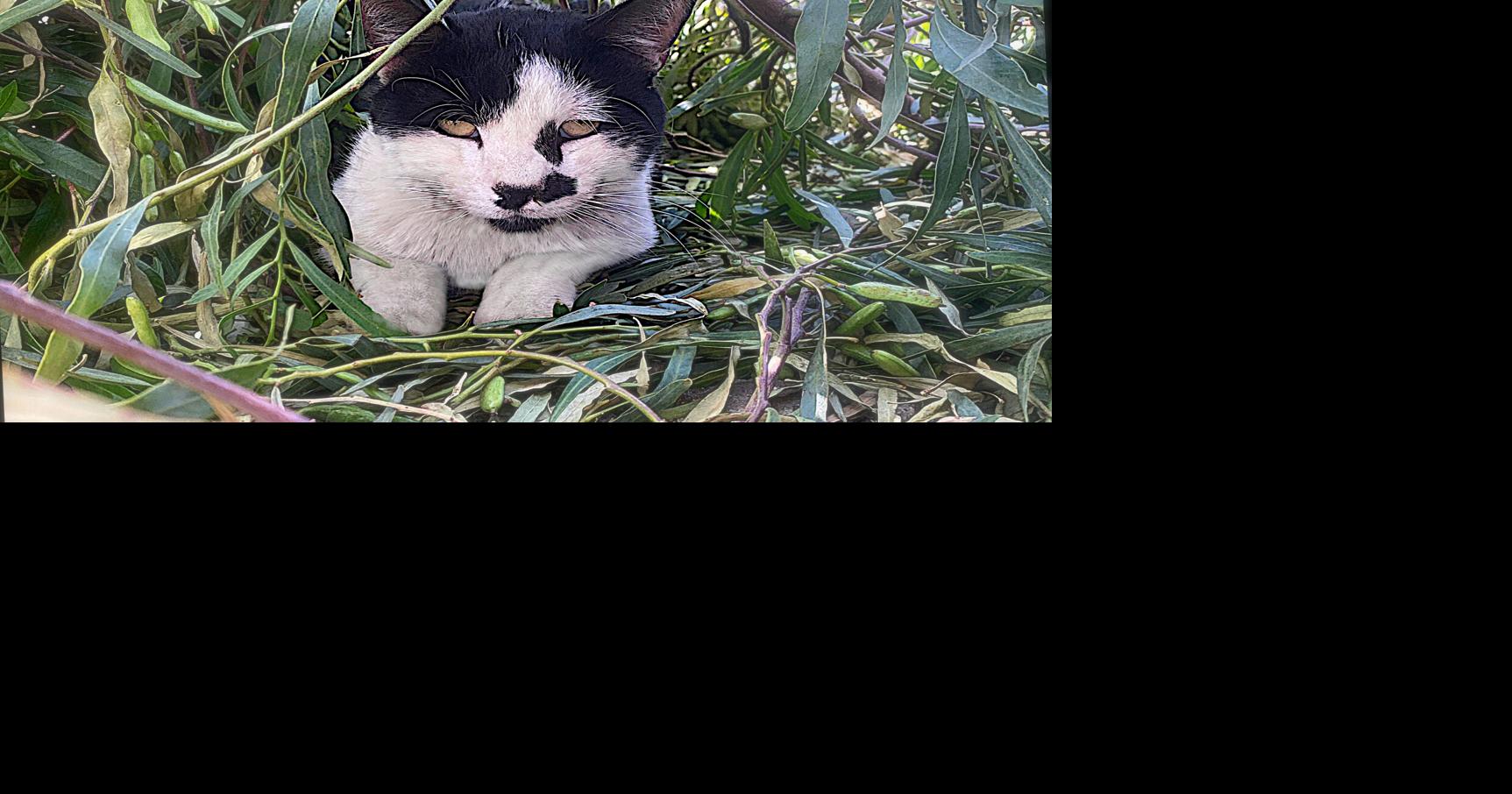 Fearless Kitty Rescue offering free microchipping for four-legged ...