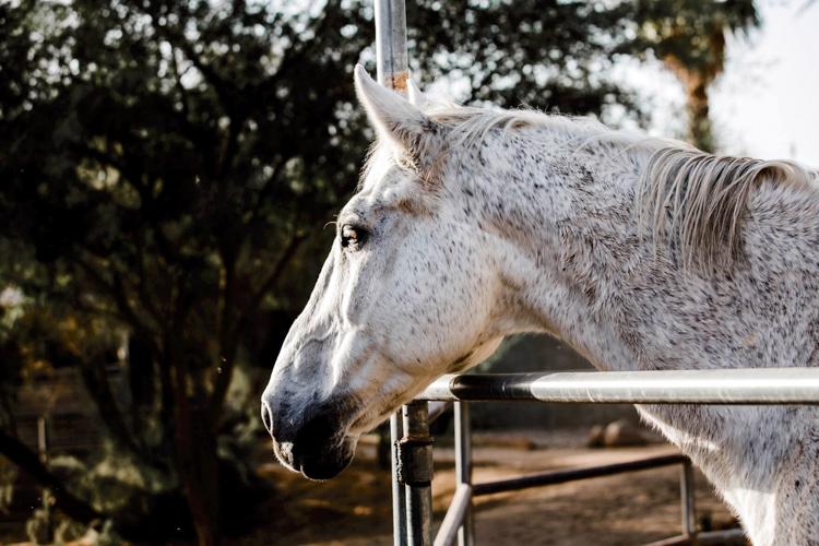 Join Hunkapi Programs for a night of ‘old wild west’ fun & philanthropy ...