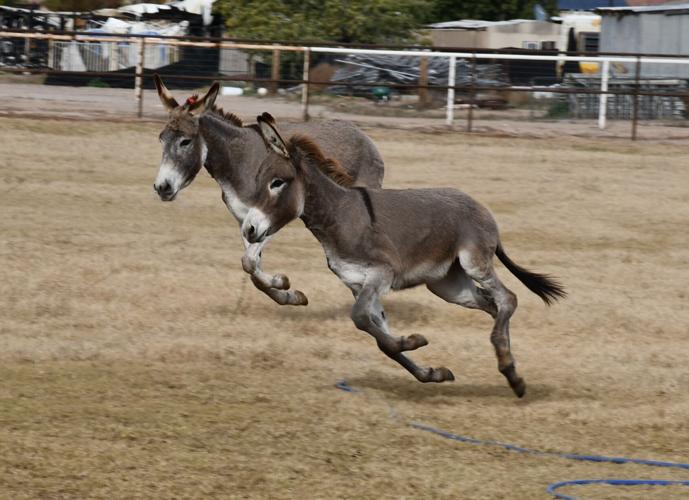 pain into purpose: heart of Aimee’s Farm Animal Sanctuary ...