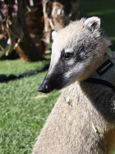 caring for animals 2001