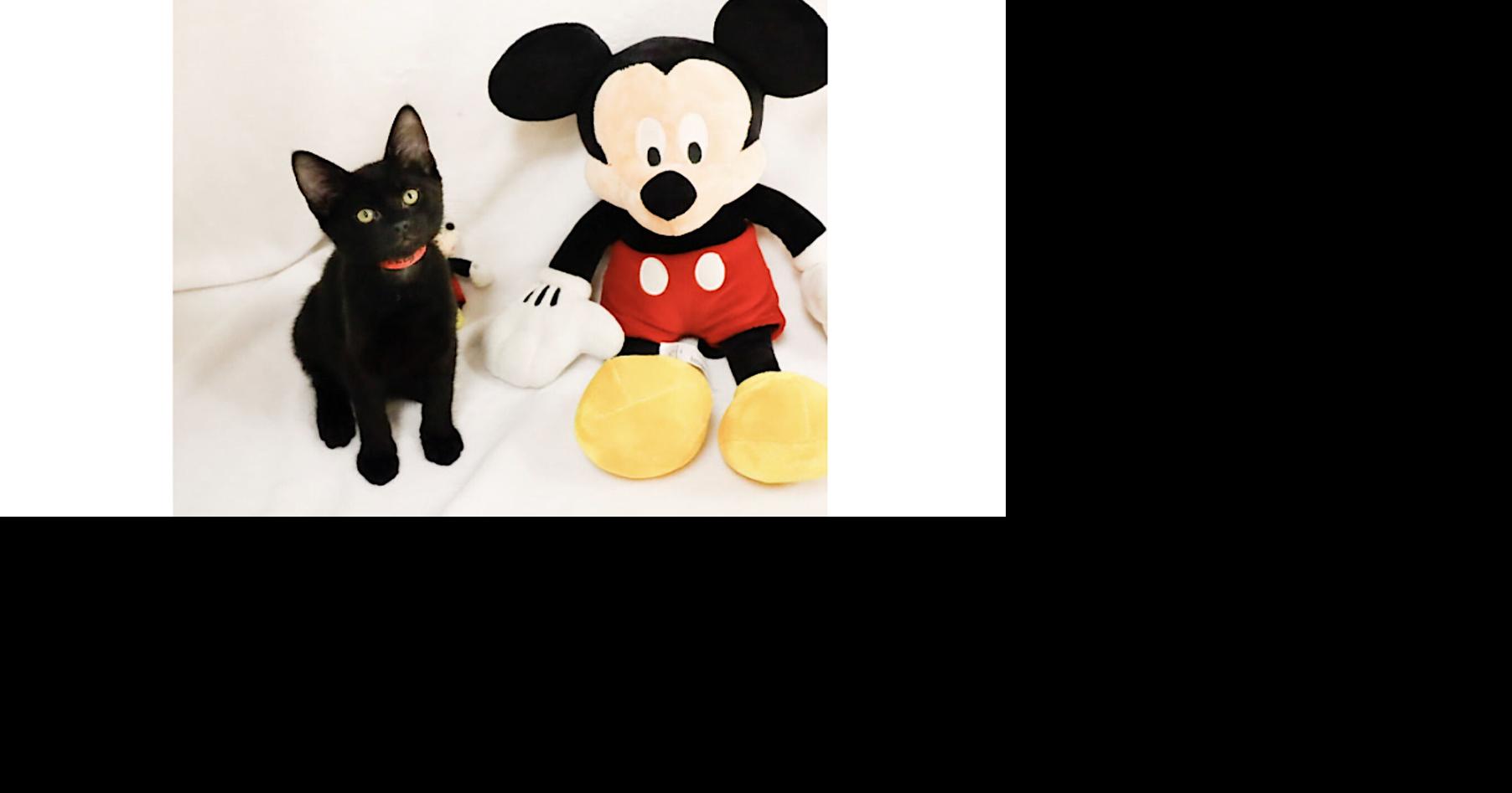 Fearless Kitty Rescue hosts Disneyland raffle | Business | citysuntimes.com