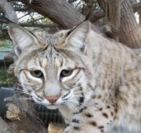bobcat ears