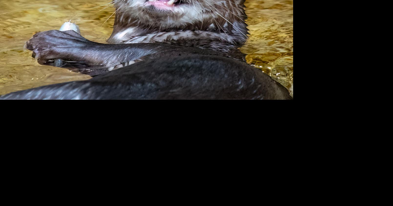 SRP brings tons of snow to Phoenix Zoo animals, offers a $10 discount ...