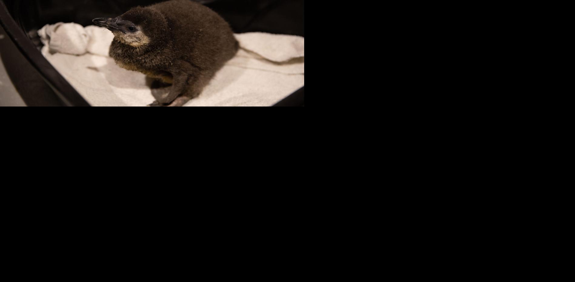 OdySea Aquarium celebrates arrival of three endangered African penguin ...