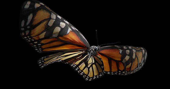 Mixed-reality installation at Phoenix Art Museum traces migration of ...