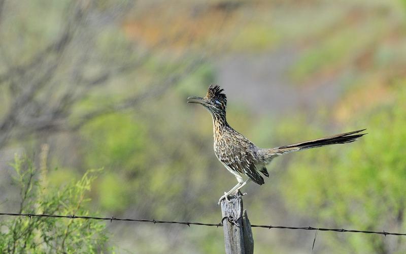 roadrunner attacking rattlesnake