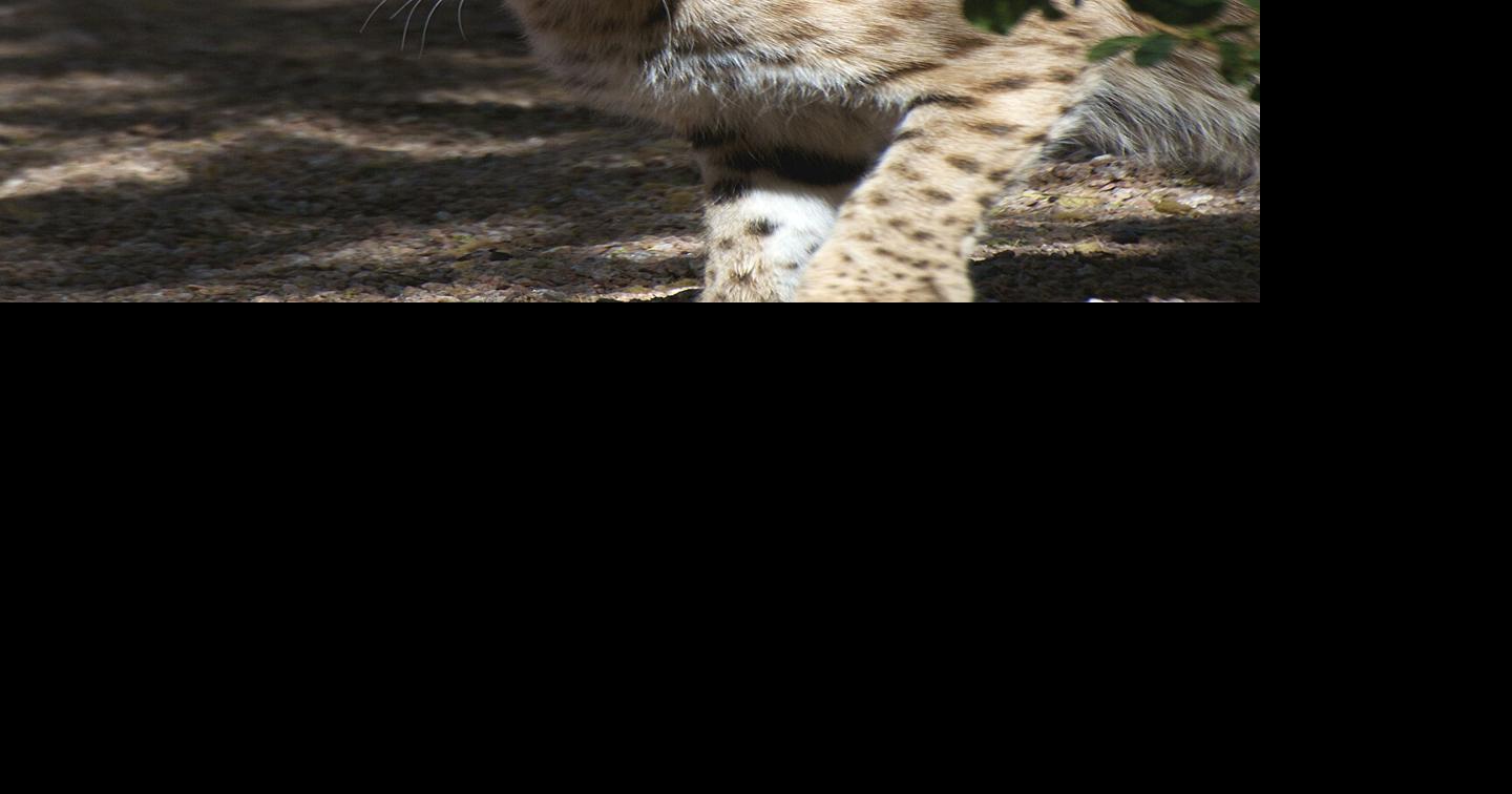 Baby bobcat rescue at the Spa at the Boulders Resort inspires one-of-a ...