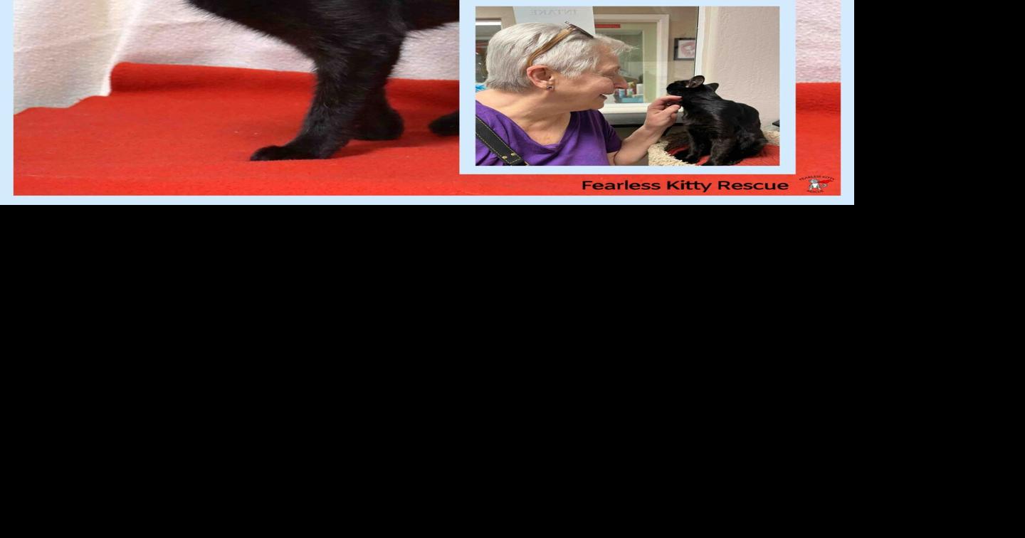 The cat’s meow: Fearless Kitty Rescue is named nonprofit of the year ...
