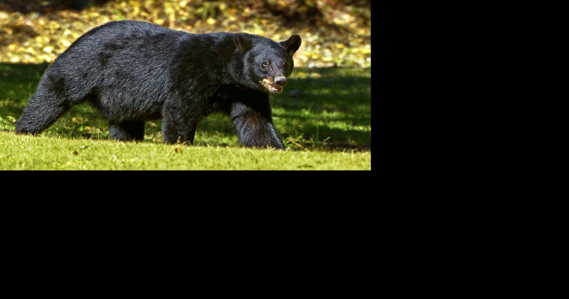 temperate deciduous forest bears